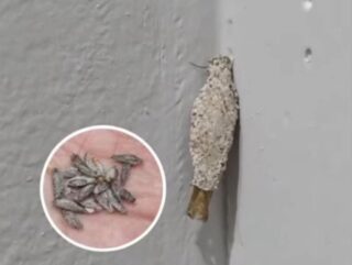 Factors That Increase Kamitetep Infestations — And How to Keep Your ...