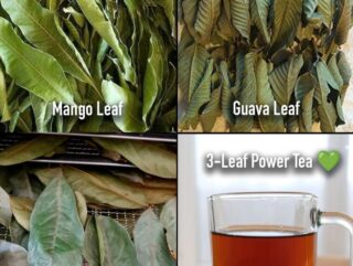 Mango, Guava, and Soursop Leaf Tea: Ancient Leaves with Modern Hopes – Home Flavor Ideas